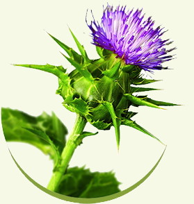 Iberogast 100ml - Opinie i ceny na Ceneo.pl